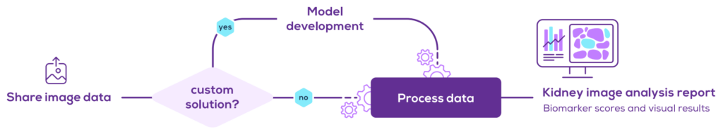 Kidney image analysis services - Aiosyn